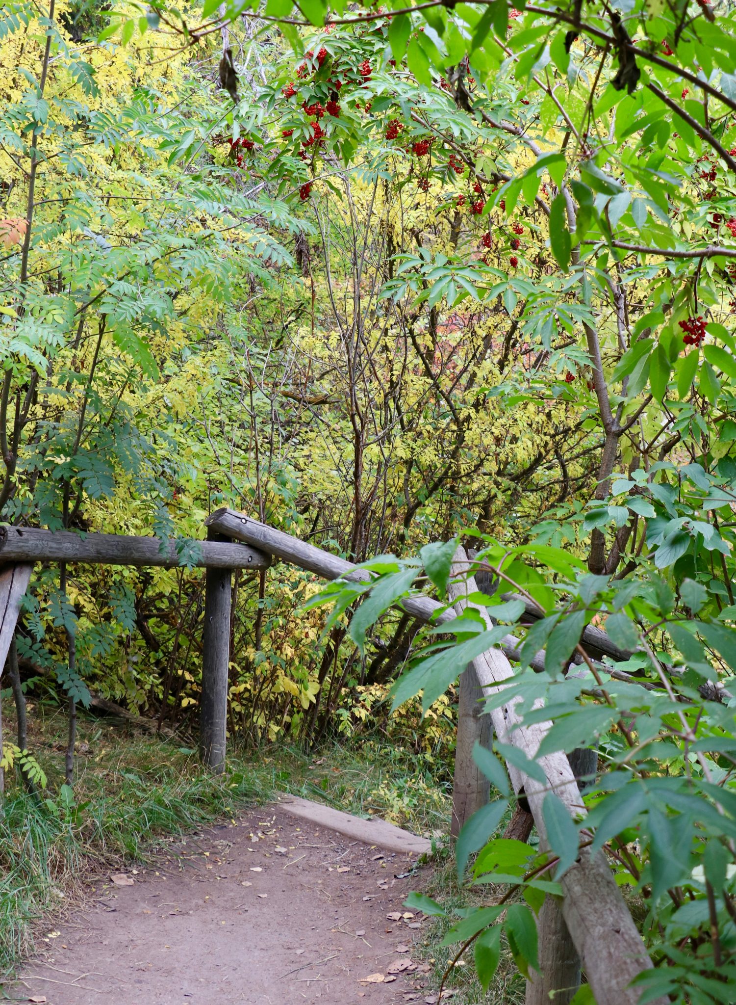 Edworthy Park Douglas Fir Trail | Family Fun Calgary