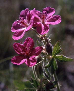 University of Alberta Botanic Garden | Family Fun Edmonton