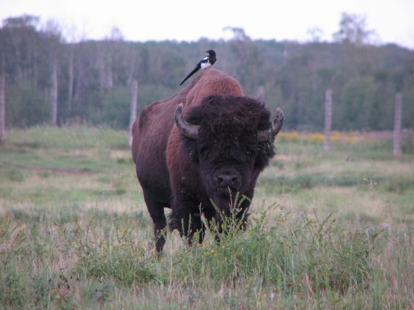 5 Epic Edmonton Day Trips - In the Summer or Winter!