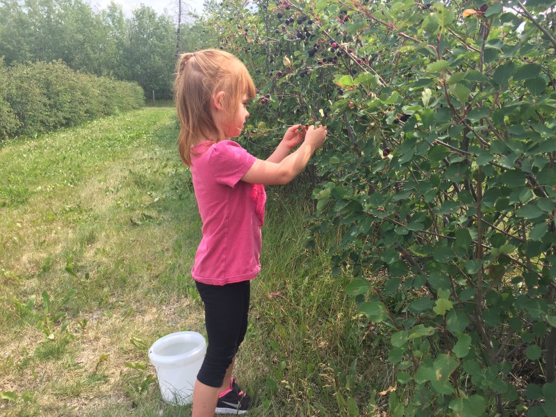 Hit the Saskatoon Jackpot at Prairie Berry Farm | Family Fun Edmonton