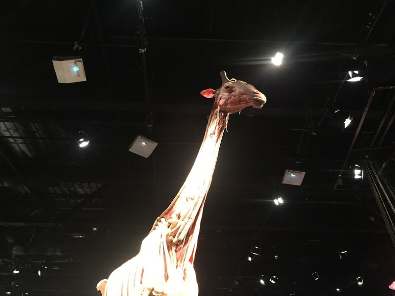 Animal Inside Out - New Body Worlds at TWOSE | Family Fun Edmonton