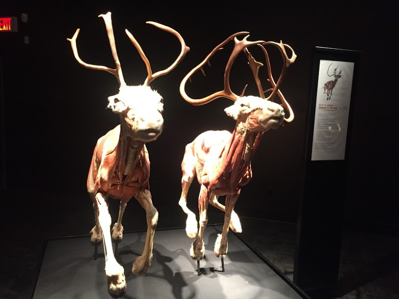 Animal Inside Out - New Body Worlds at TWOSE | Family Fun Edmonton