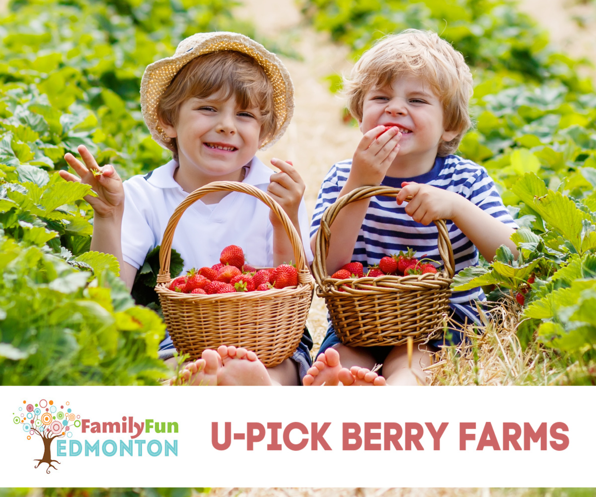 U-Pick Berry Farms in the Edmonton Area | Family Fun Edmonton