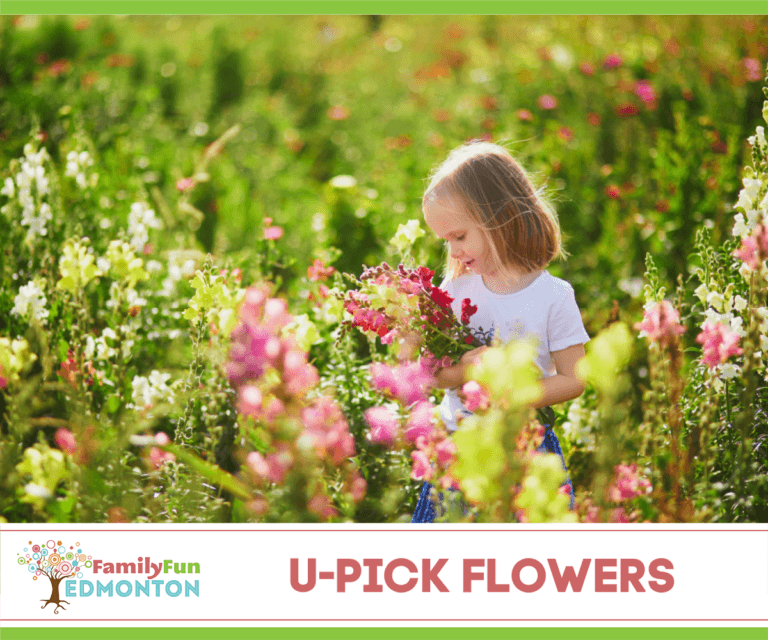 Buy Yourself Flowers at 5 Fantastic U-Pick Flower Farms | Family Fun ...