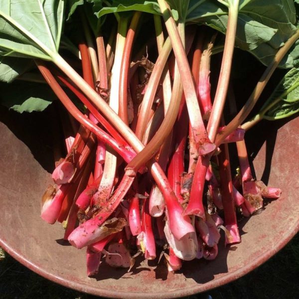 Rhubarb Rhapsody at Cole Harbour Heritage Farm