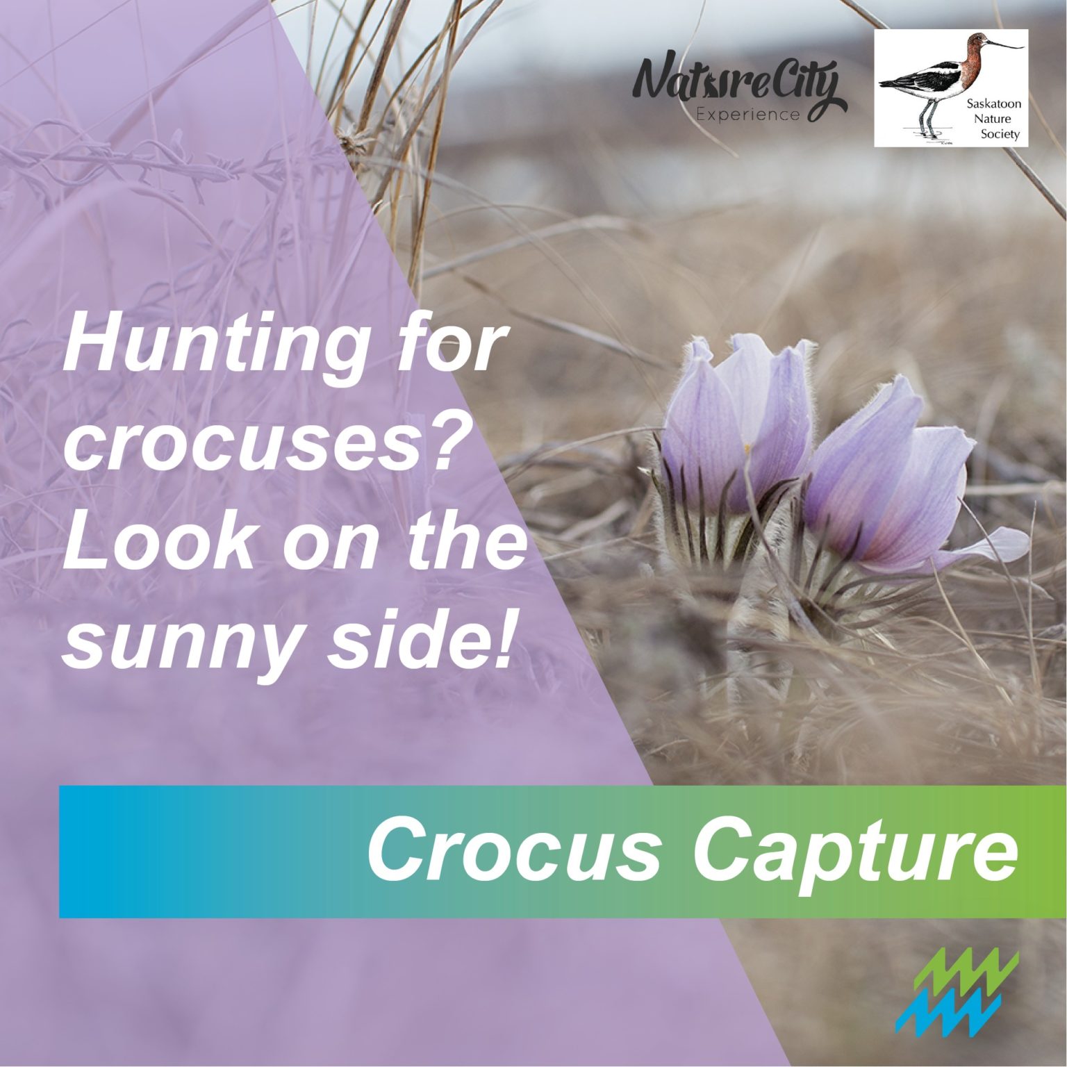The Crocus Capture Contest | Family Fun Saskatoon