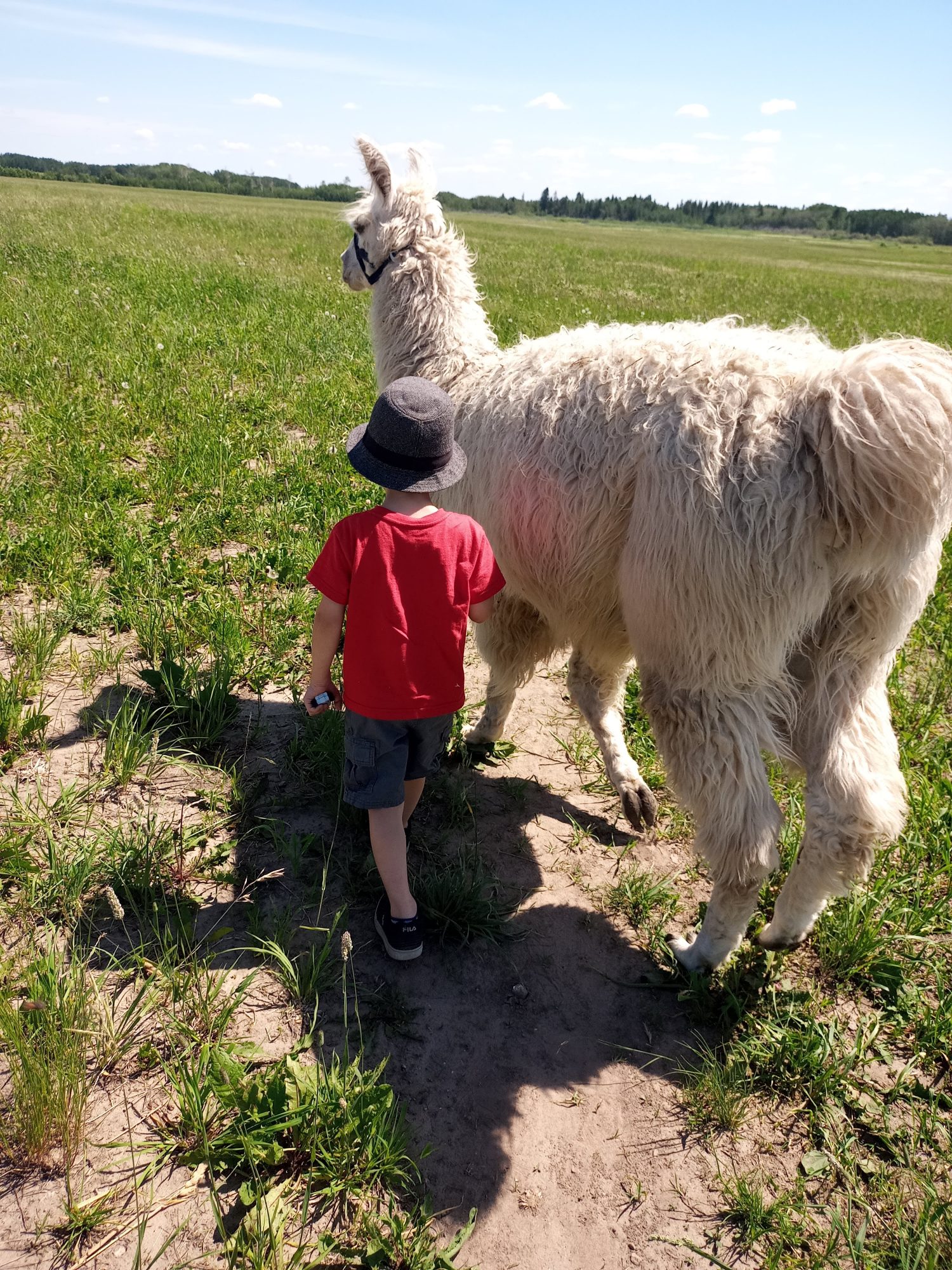 Llama Walk at Aspen Ridge Llamas | Family Fun Saskatoon