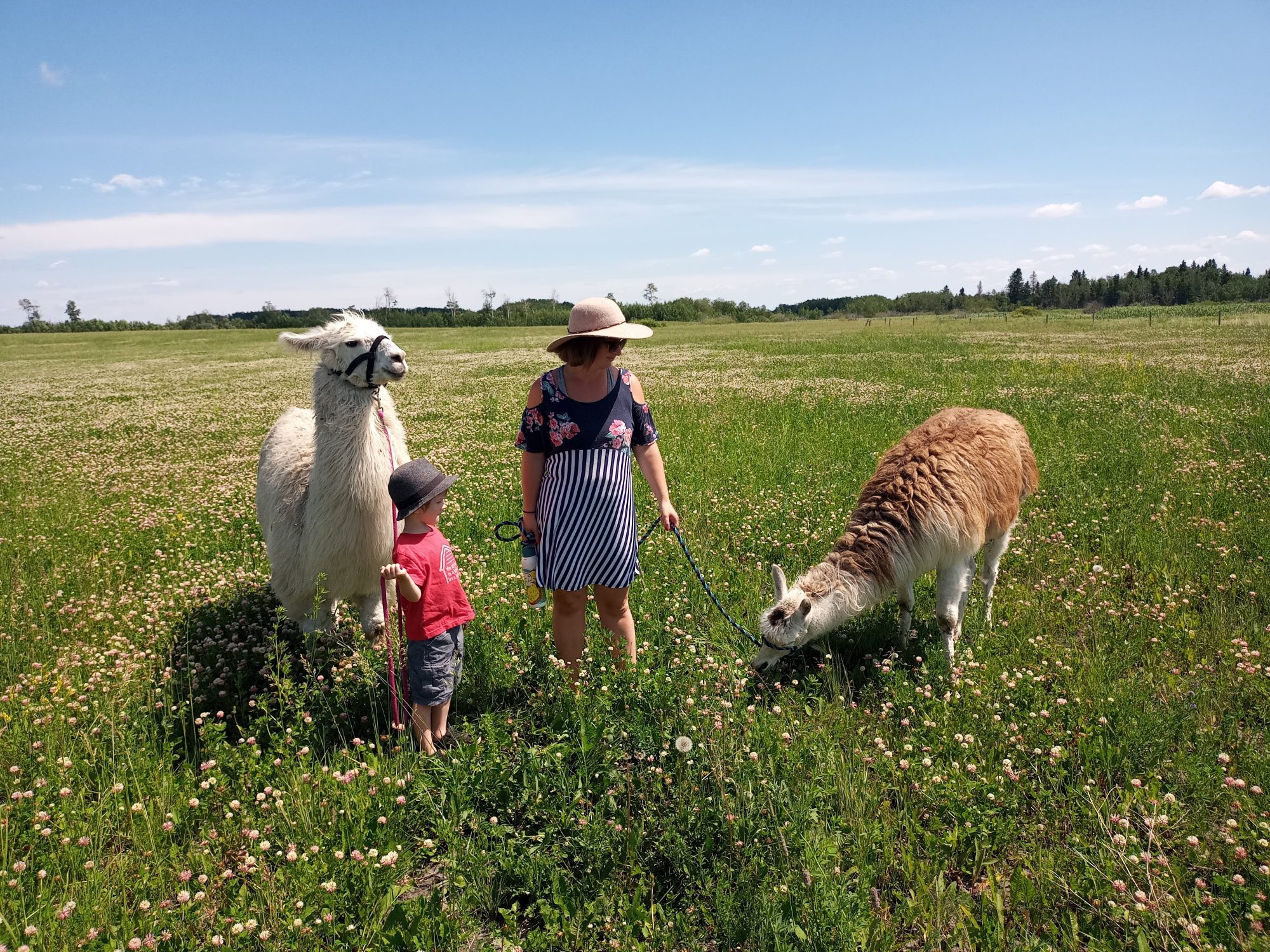 Llama Walk at Aspen Ridge Llamas | Family Fun Saskatoon
