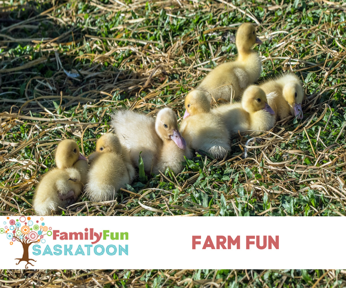Family fun AND Farm Fun Around Saskatoon | Family Fun Saskatoon
