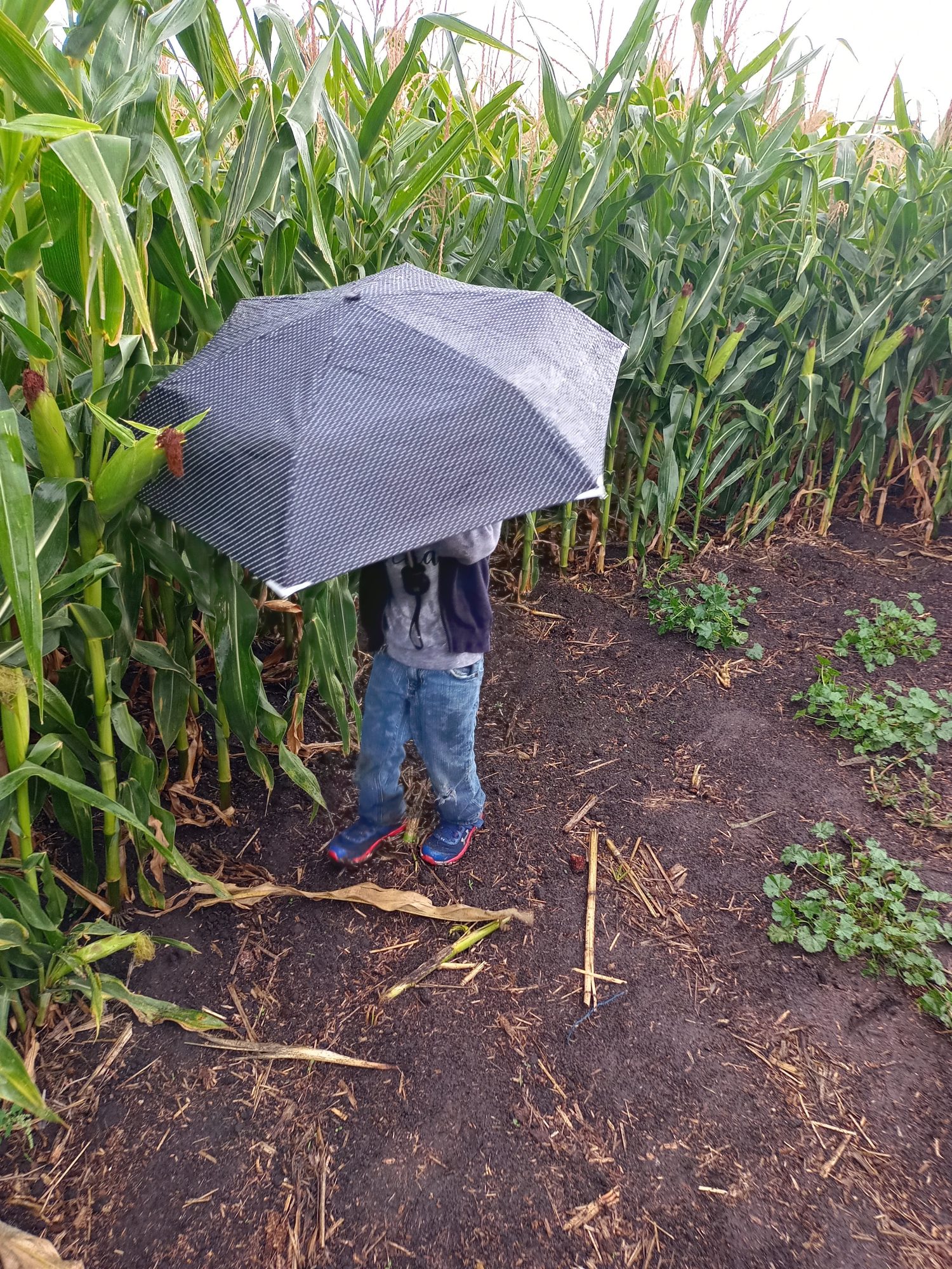 Corn Maze Adventures, Farm Animals, Potato Launchers and MORE | Family ...