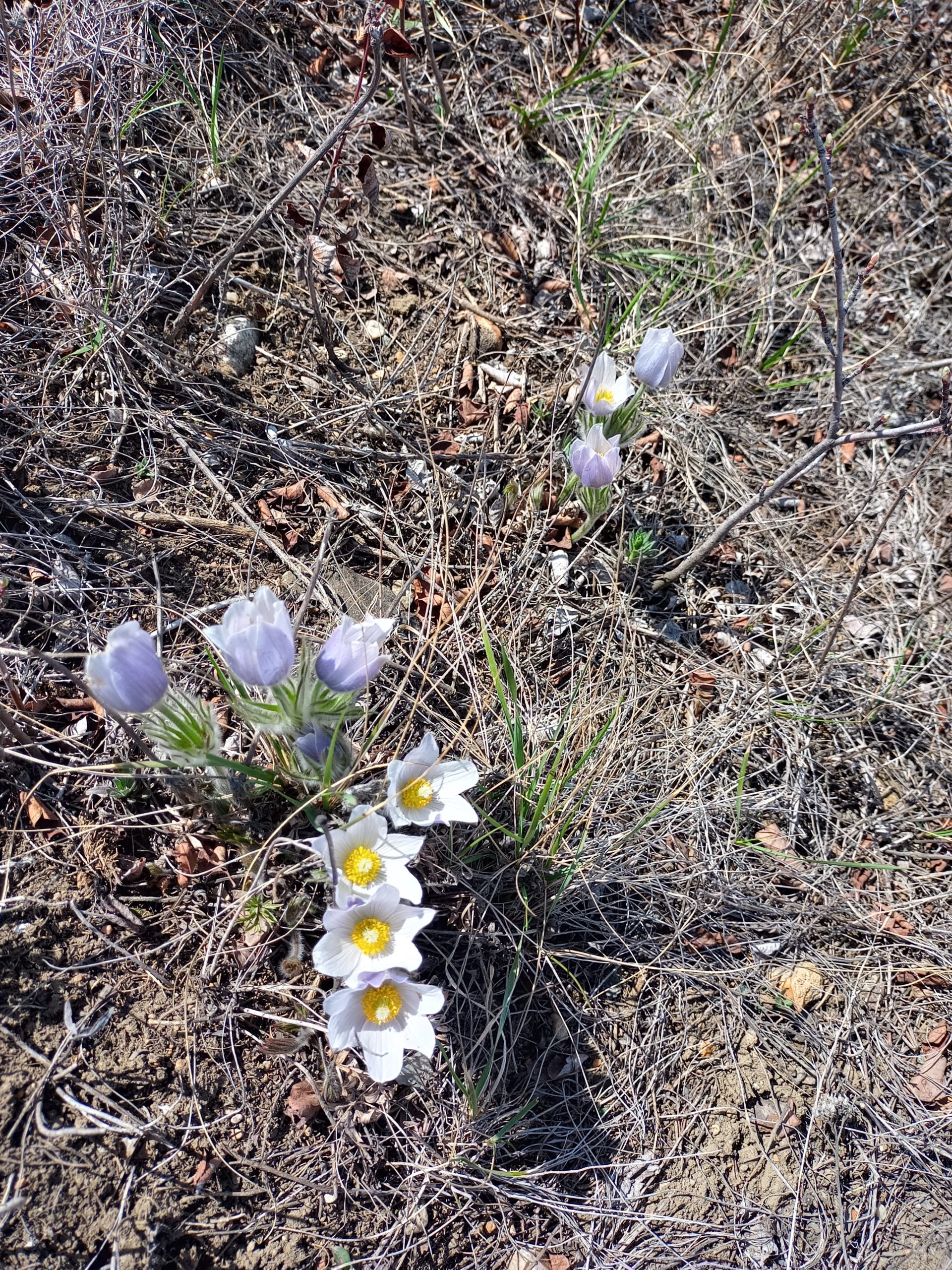 Crocus Prairie Hike - Stunning Views and Nature Without Leaving the ...