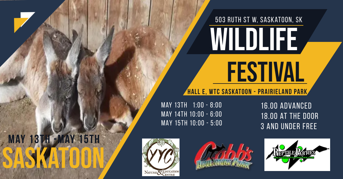 Saskatoon Wildlife Festival | Family Fun Saskatoon