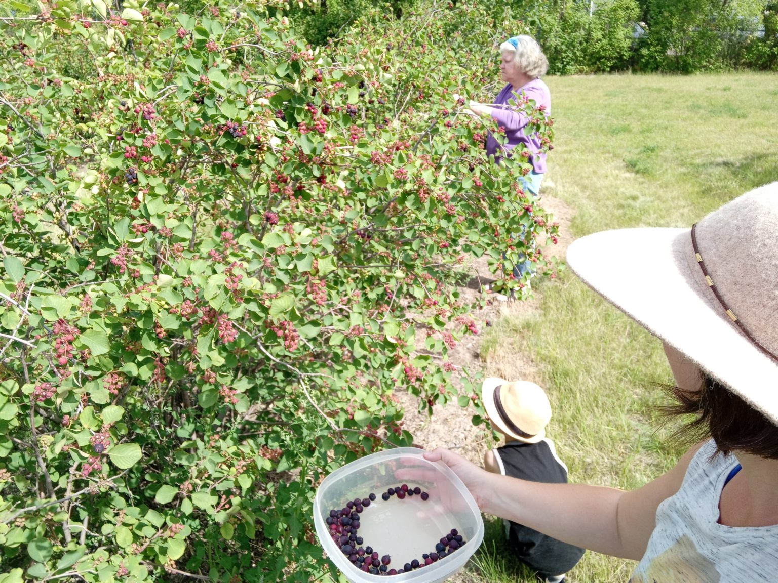 Saskatoon Berry Picking - Family Fun and Tradition | Family Fun Saskatoon
