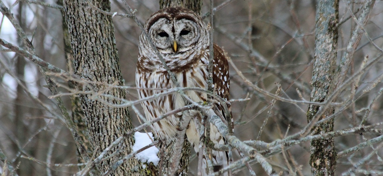Discover Whoooo's Out There on an Owl Prowl | Family Fun Toronto