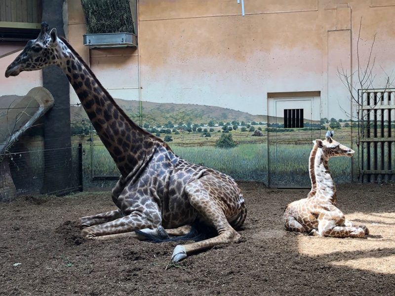 Animals From Around The World at The Toronto Zoo | Family Fun Toronto