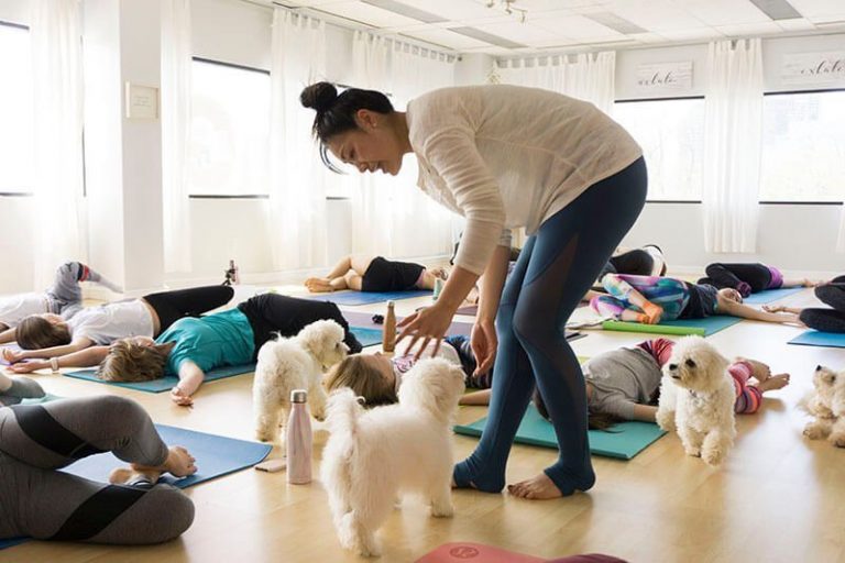 Yoga Kawa Puppy Yoga is Fitness Plus Cuteness | Family Fun Toronto
