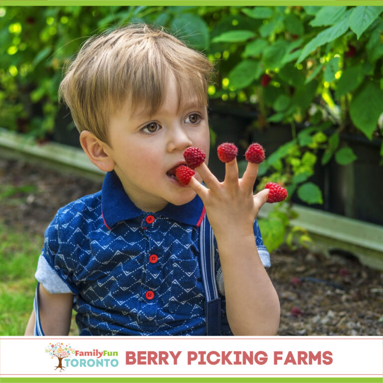 Guide to the Best Berry Picking in Southern Ontario | Family Fun Toronto