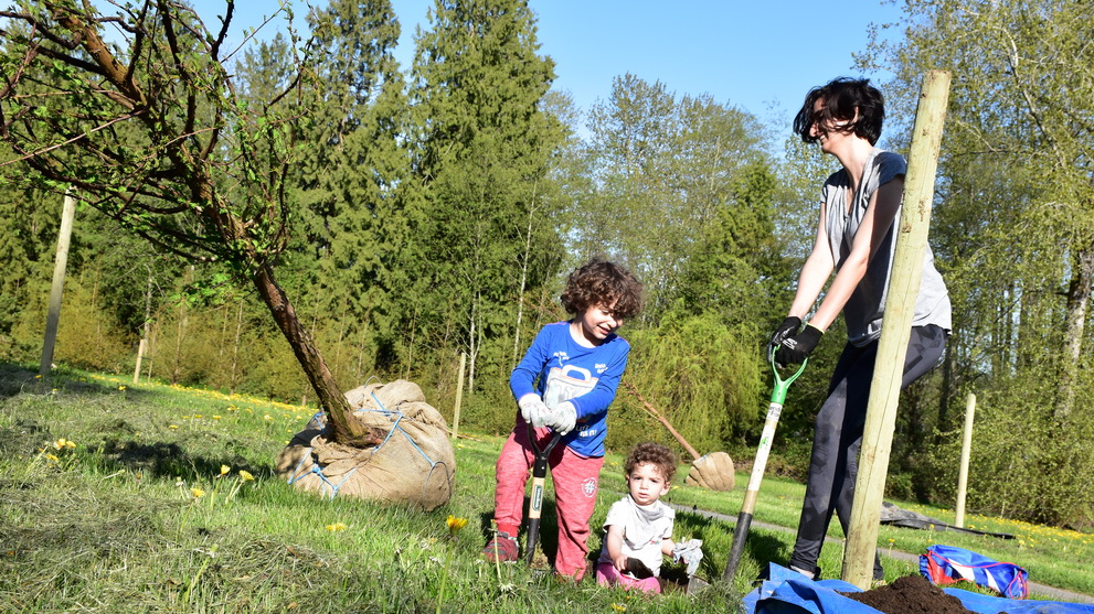 Arbor Day Tree Planting in Surrey | Family Fun Vancouver