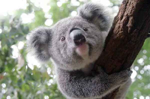 Live Stream Koalas from Australia | Family Fun Vancouver