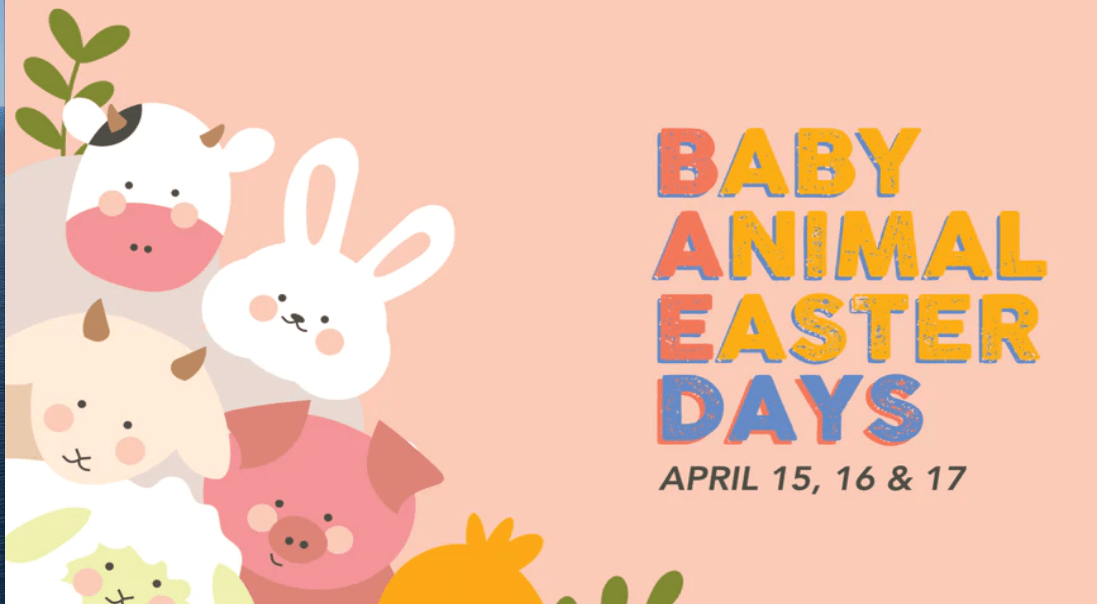 Maan Farms Baby Animal Easter Days | Family Fun Vancouver