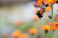 Blueberry Springs Cottage in Albas Provincial Park, Shuswap, BC ...