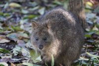 Perth Is for Animal Lovers: 5 Animal-Inspired Activities in Perth ...