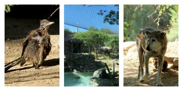 Keeping Cool at the Living Desert Zoo in Palm Springs, California ...