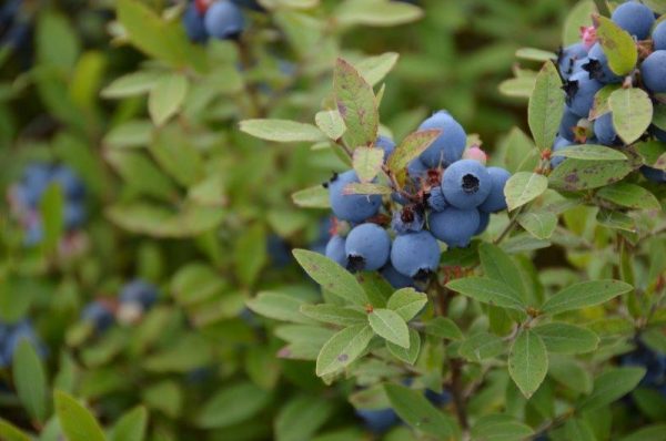 Wild Blueberries, Hiking and Whale-Watching in Saguenay Lac St-Jean ...