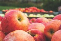 Things to Do this Fall in Kelowna, the Okanagan Valley’s Biggest City!