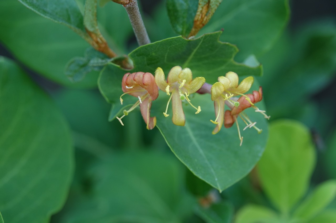 The Many Flowers of Many Springs Trail - Family Fun Canada