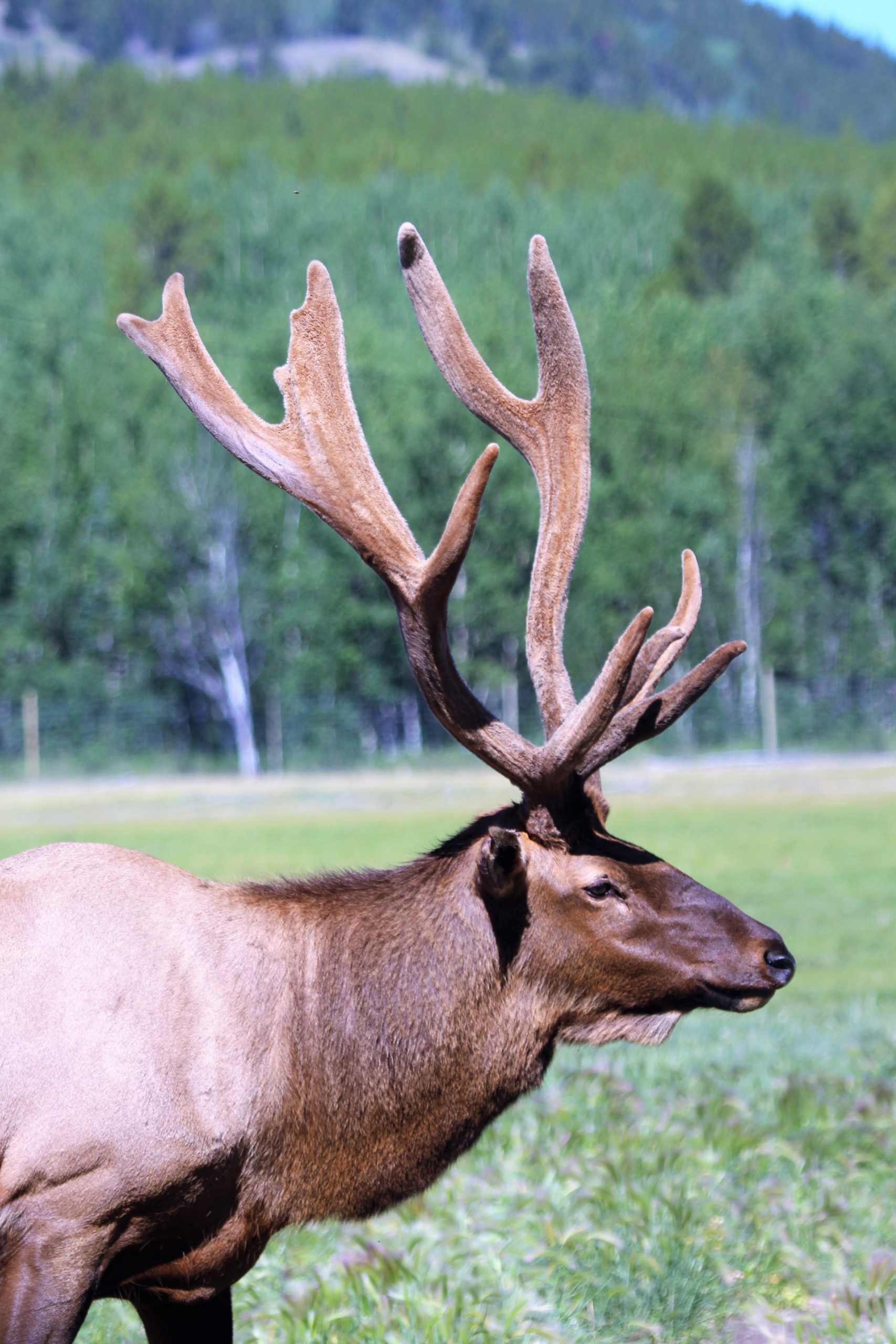 Up Close with Wildlife in the Yukon - Family Fun Canada