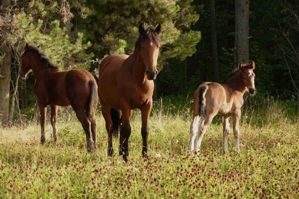 Seven Places to Take Your Nature-Loving Youngster in Southern Alberta