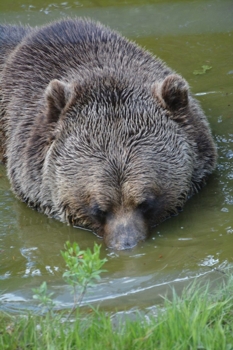 Grizzly Boo Entertains and Educates at Kicking Horse Mountain Resort ...